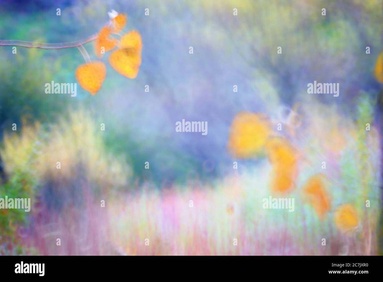 Poplar cultivation, Populus alba, Spain, Cuenca, Wicker cultivation in ...