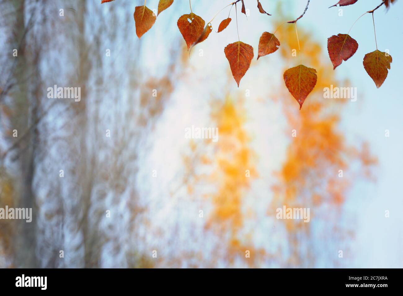 Poplar cultivation, Populus alba, Spain, Cuenca, Wicker cultivation in ...
