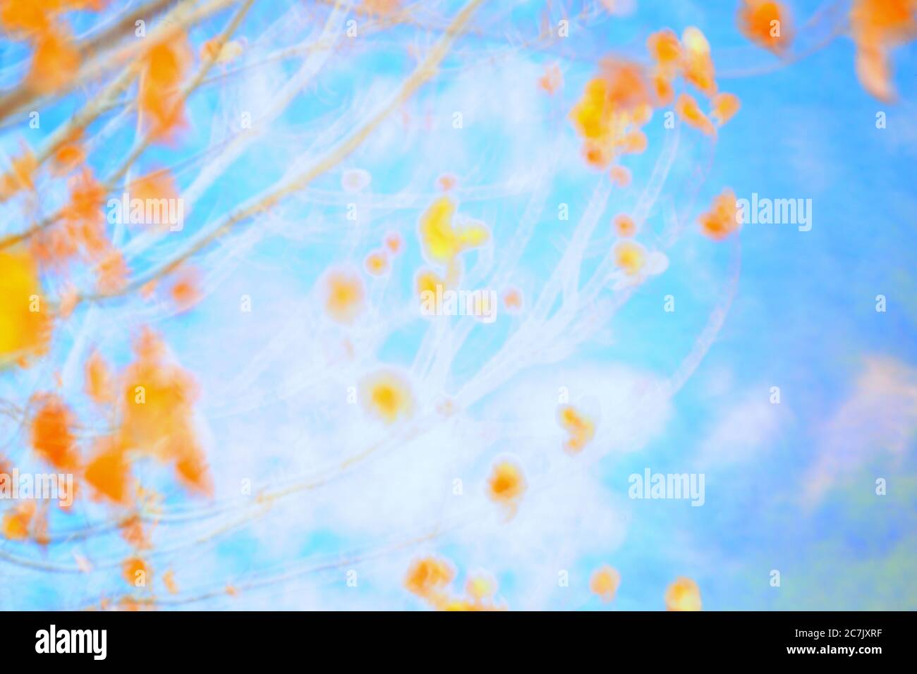 Poplar cultivation, Populus alba, Spain, Cuenca, Wicker cultivation in ...