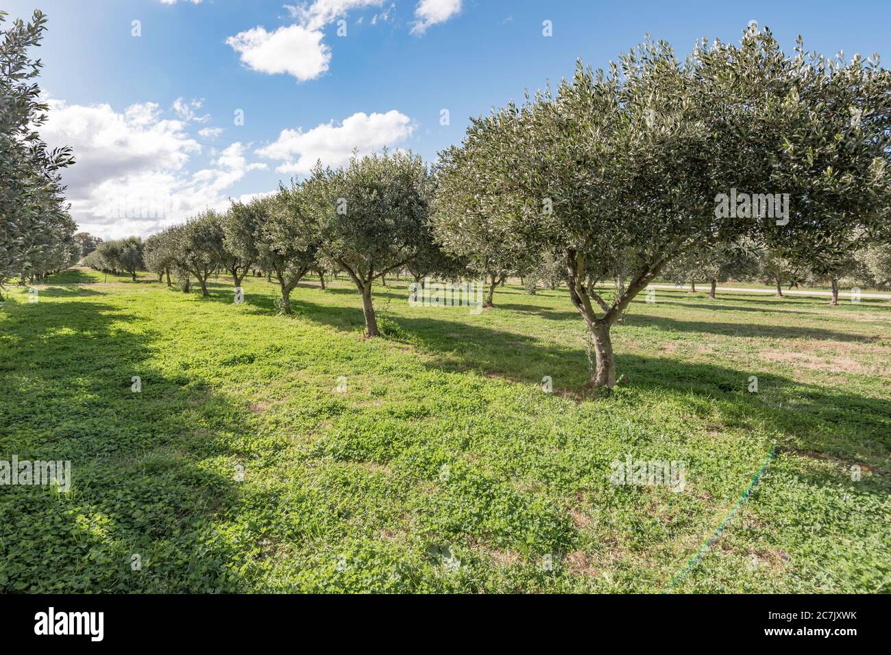 Australian olive tree on a farm hi-res stock photography and images - Alamy