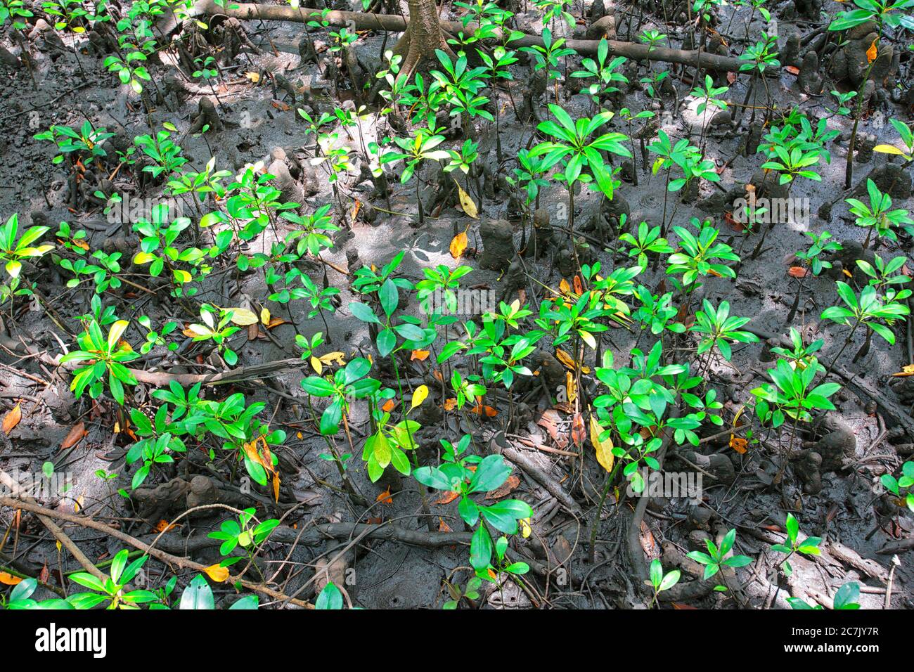 African square hi-res stock photography and images - Alamy