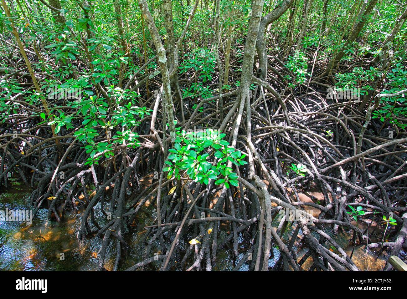 The National Park Jozani Chwaka Bay is a protected about 50 square ...