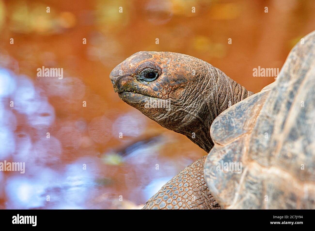 Turtles in zanzibar hi-res stock photography and images - Alamy