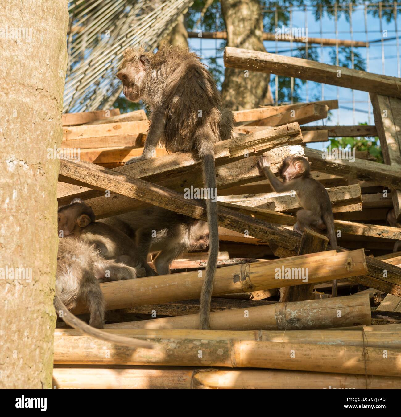Monkeys in Ubud Bali Stock Photo - Alamy