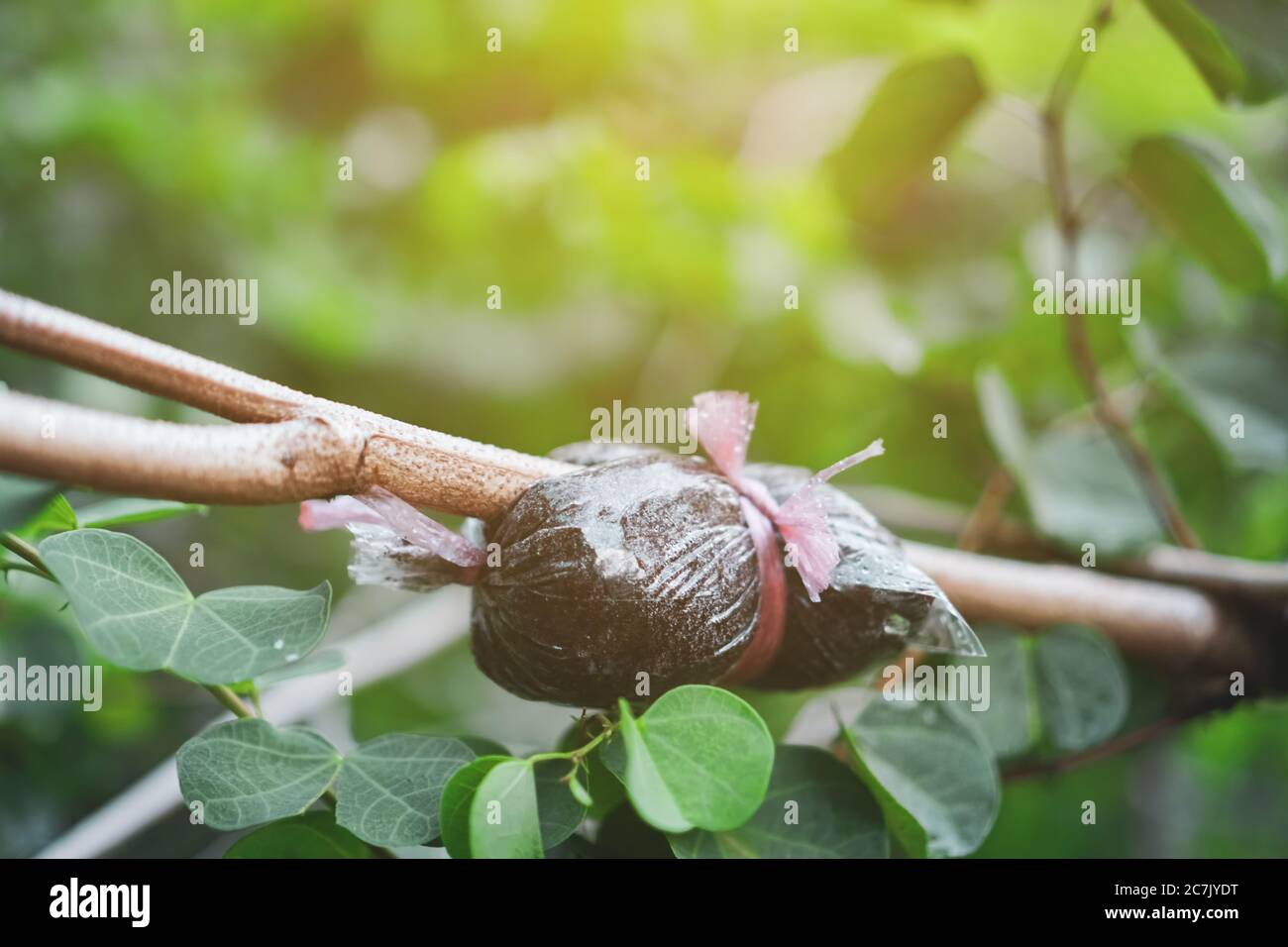 Closed up of method to graft plant or tree to grow faster background ...