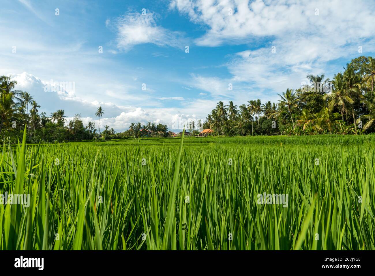 Rice fields in Ubud Stock Photo - Alamy