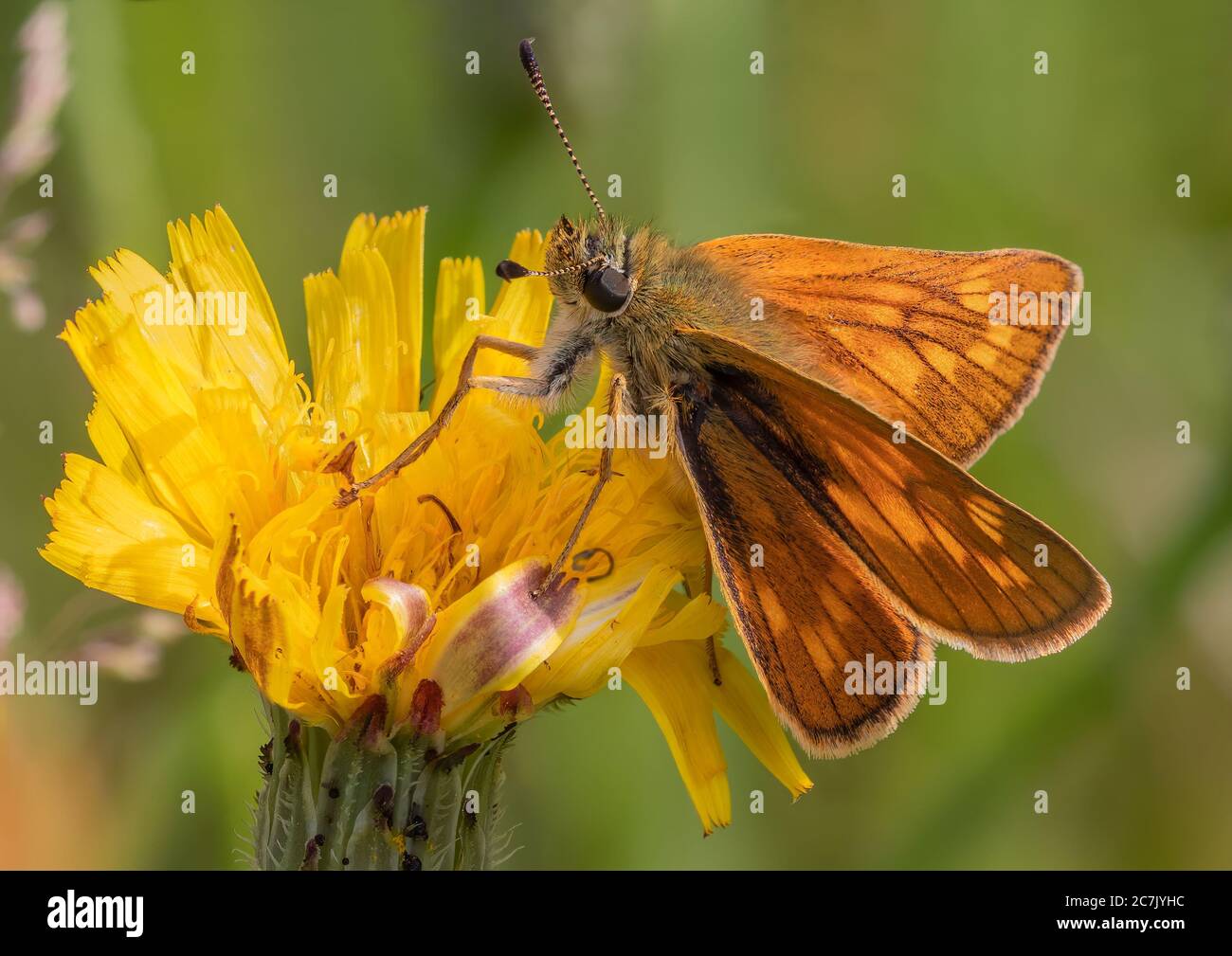 Skipper antenna hi-res stock photography and images - Alamy