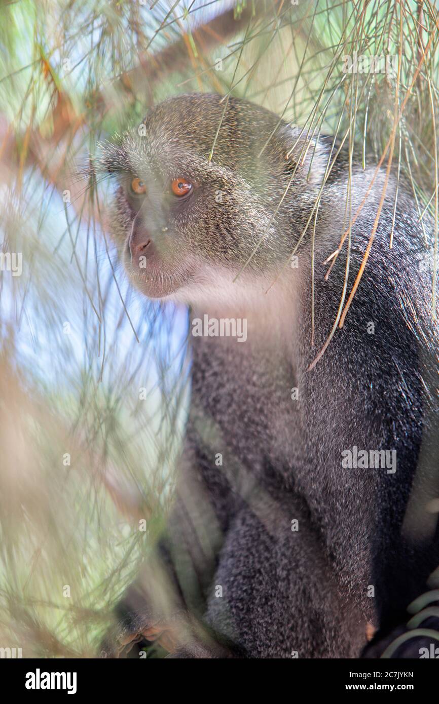 Mono azul (Cercopithecus mitis mitis), Jozani National Park, Zanzibar ...
