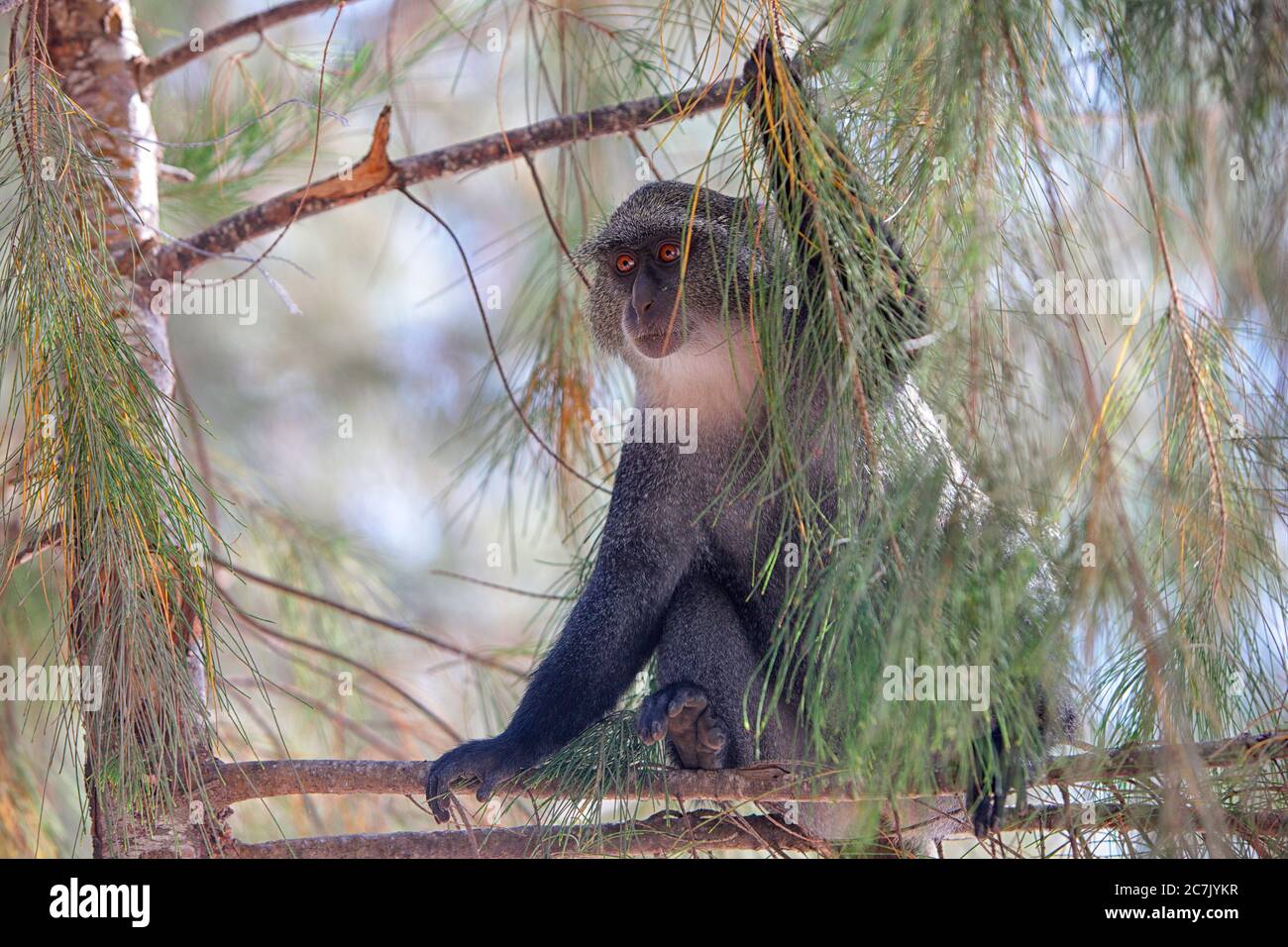 Mono azul (Cercopithecus mitis mitis), Jozani National Park, Zanzibar ...