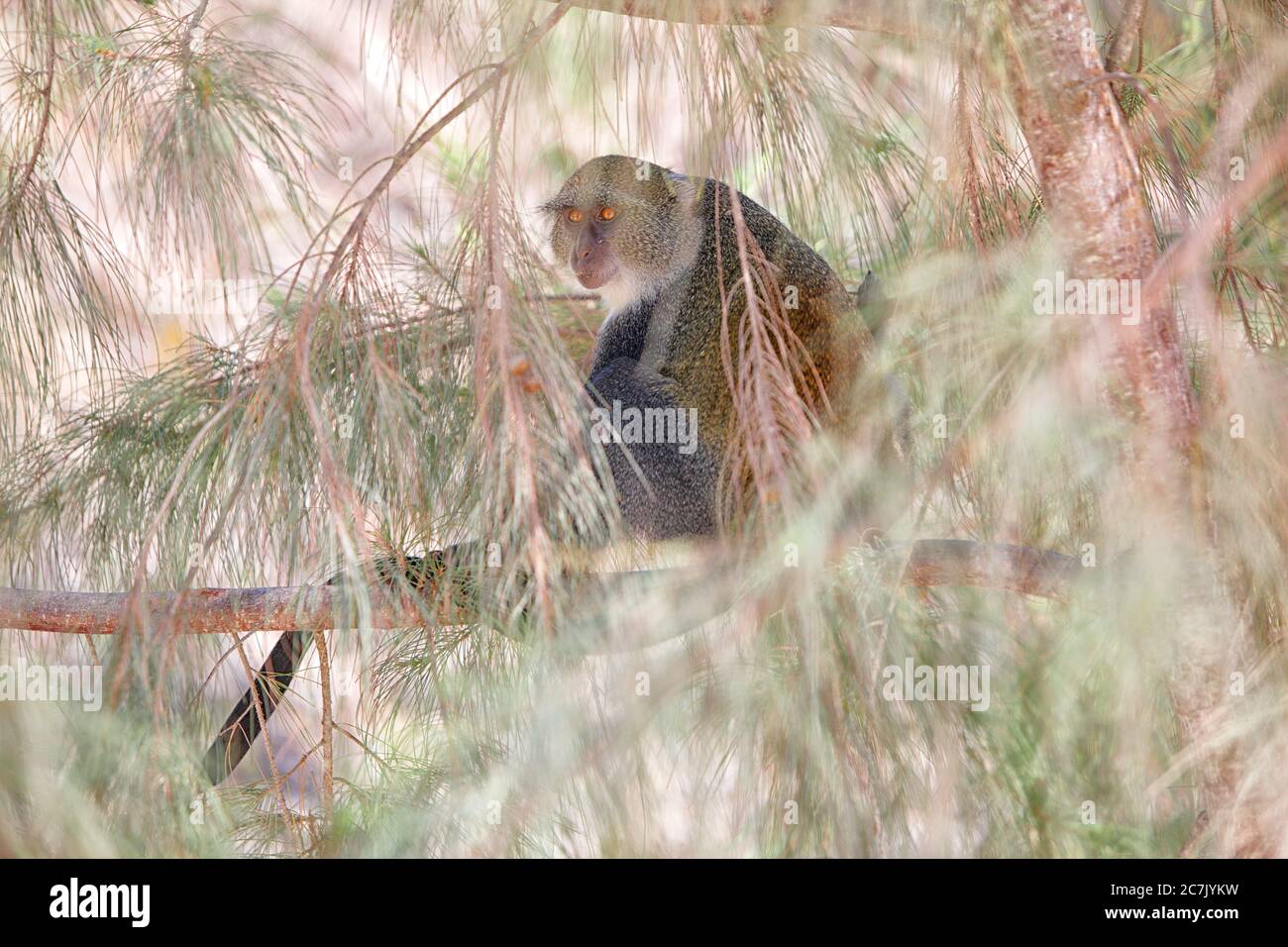 Mono azul (Cercopithecus mitis mitis), Jozani National Park, Zanzibar ...