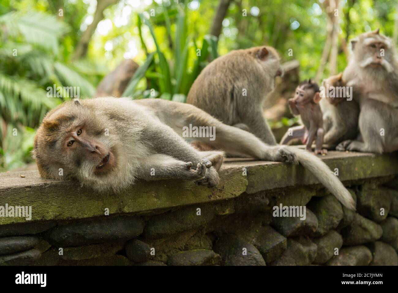 Monkeys in Ubud Bali Stock Photo - Alamy
