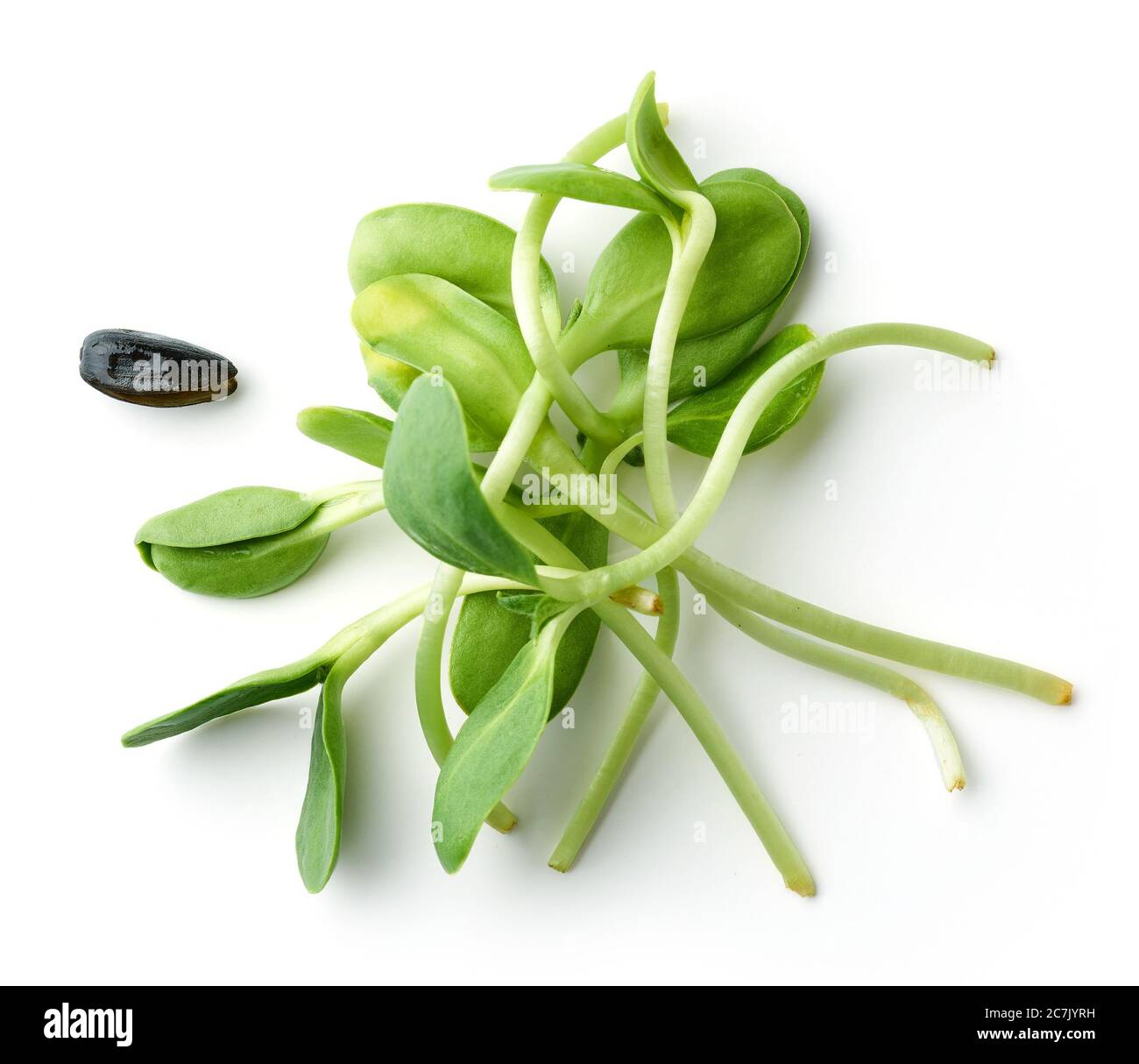 fresh sunflower sprouts isolated on white background, top view Stock ...