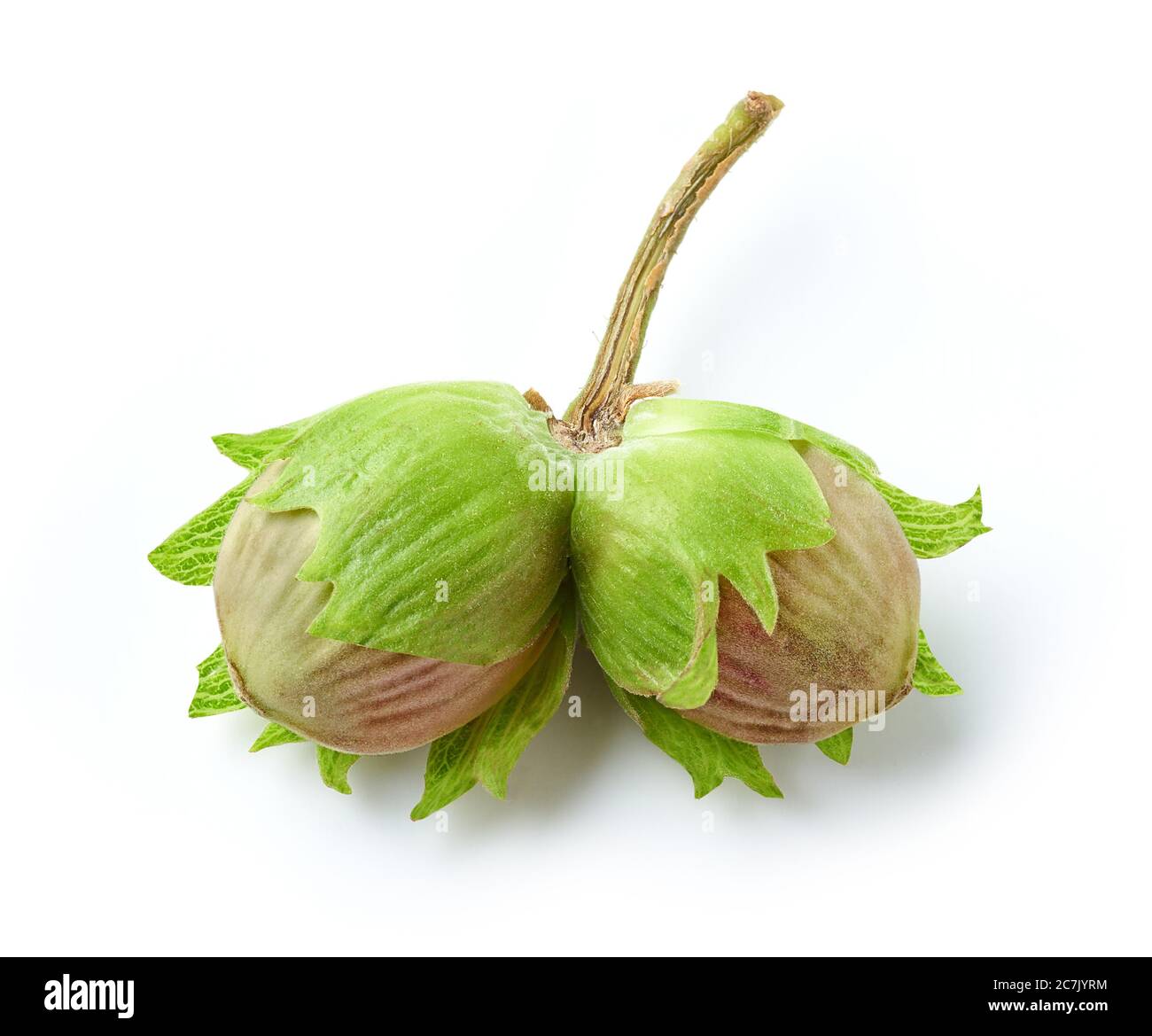 Fresh hazelnuts shell leaf Cut Out Stock Images & Pictures - Alamy