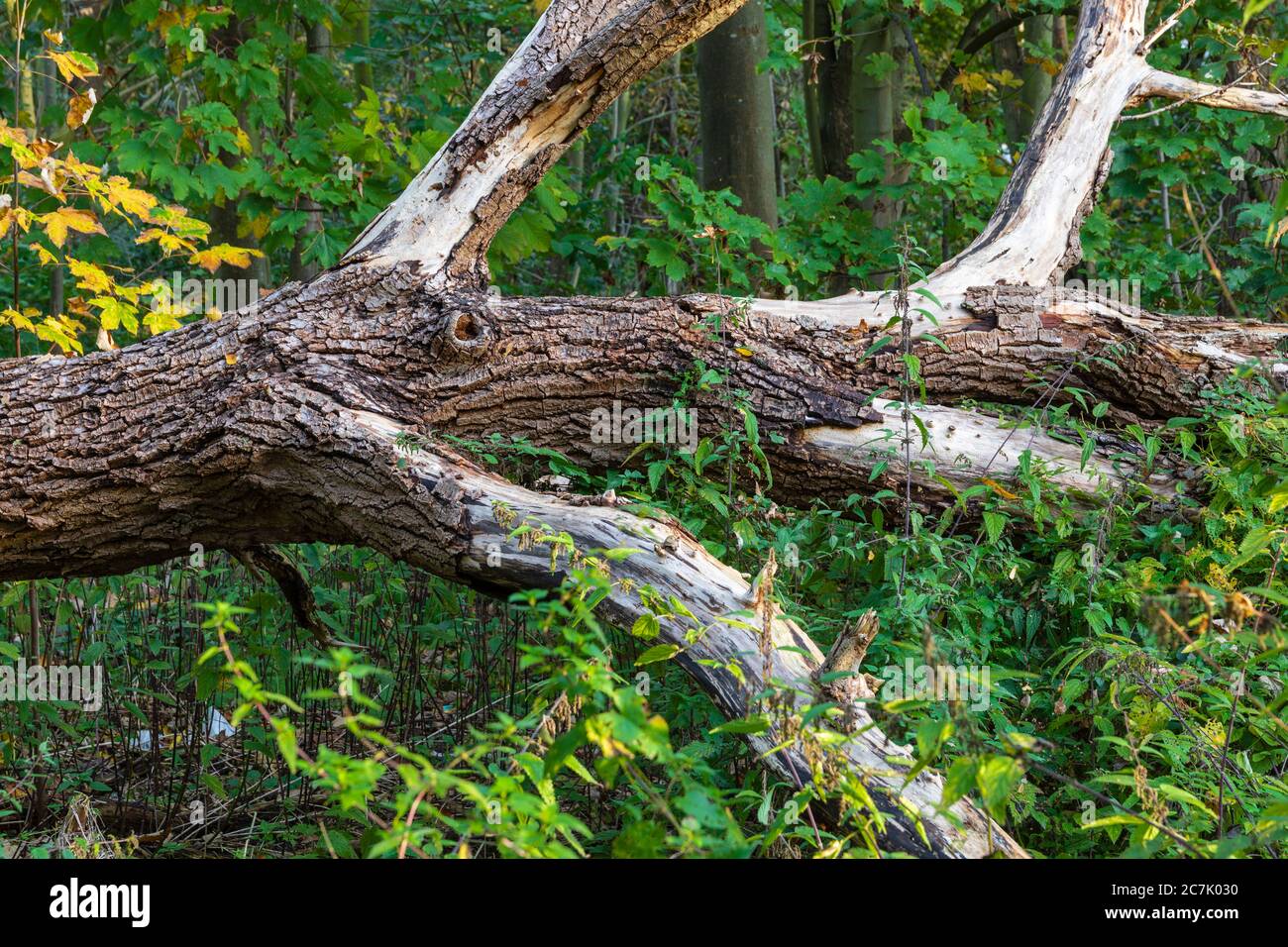 Fallen tribes hi-res stock photography and images - Alamy