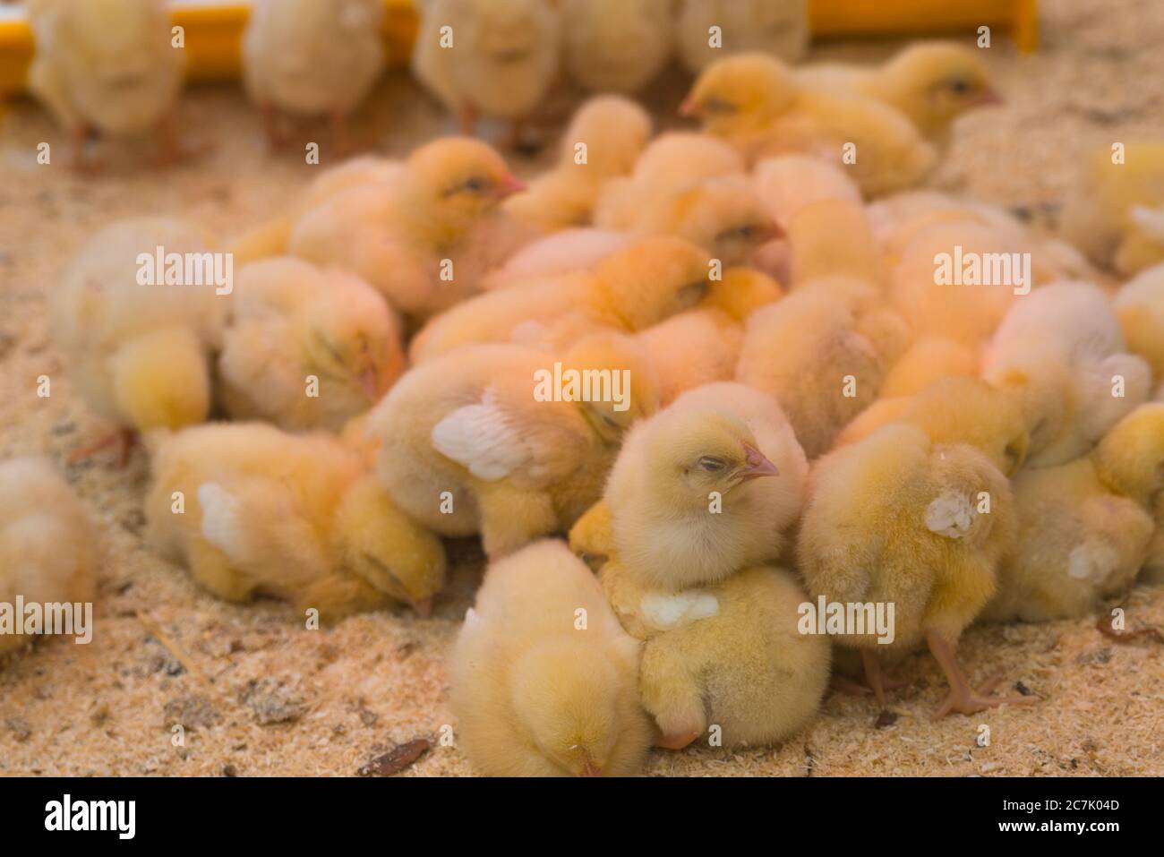 Small yellow chickens are basking in the farm Stock Photo - Alamy