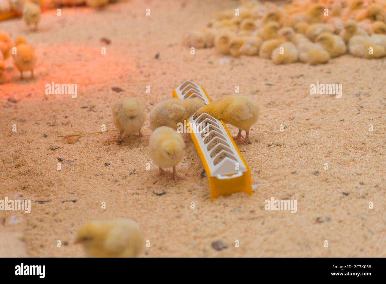 Baby chickens eat hi-res stock photography and images - Alamy