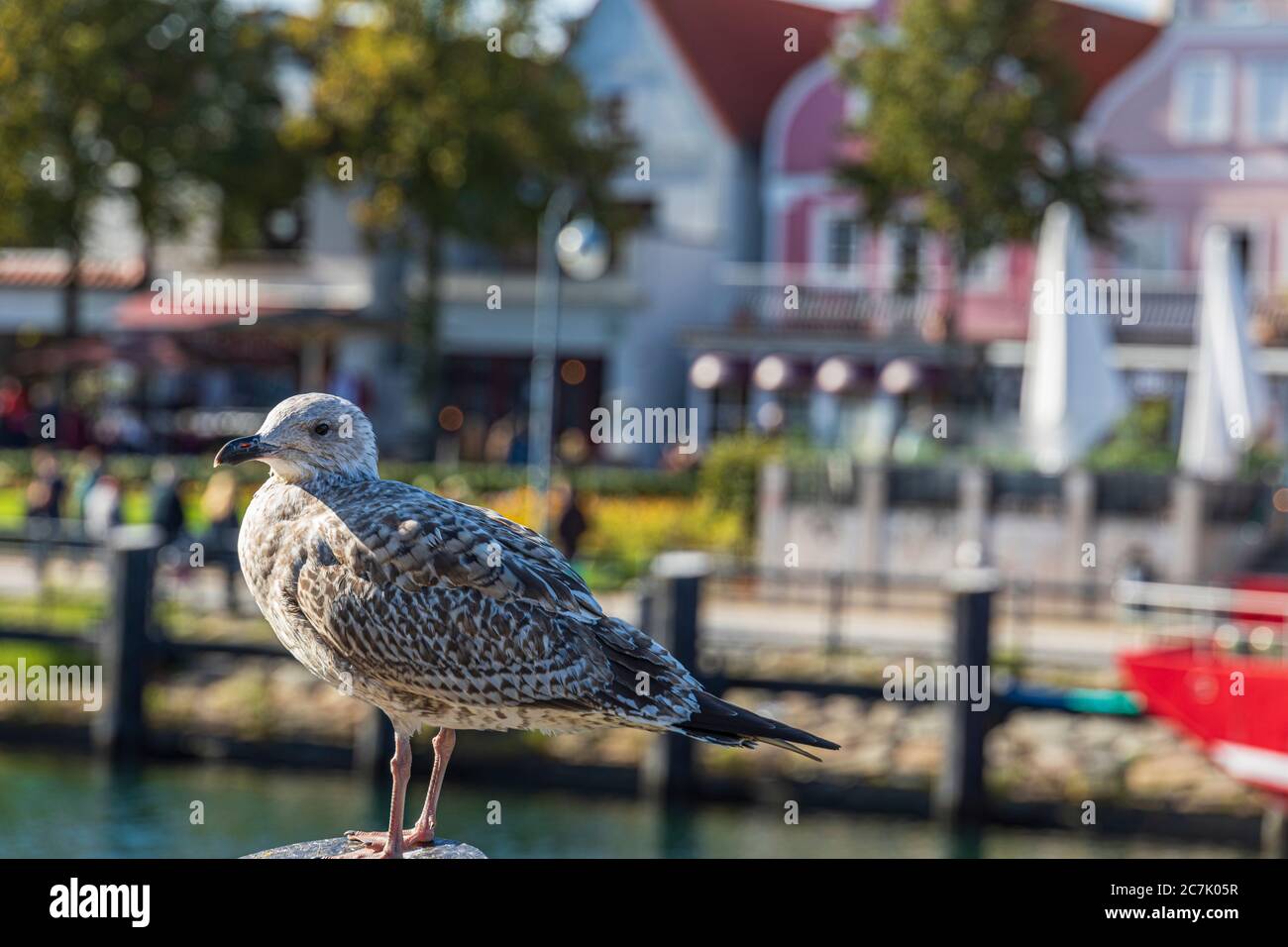Old seagull hi-res stock photography and images - Alamy