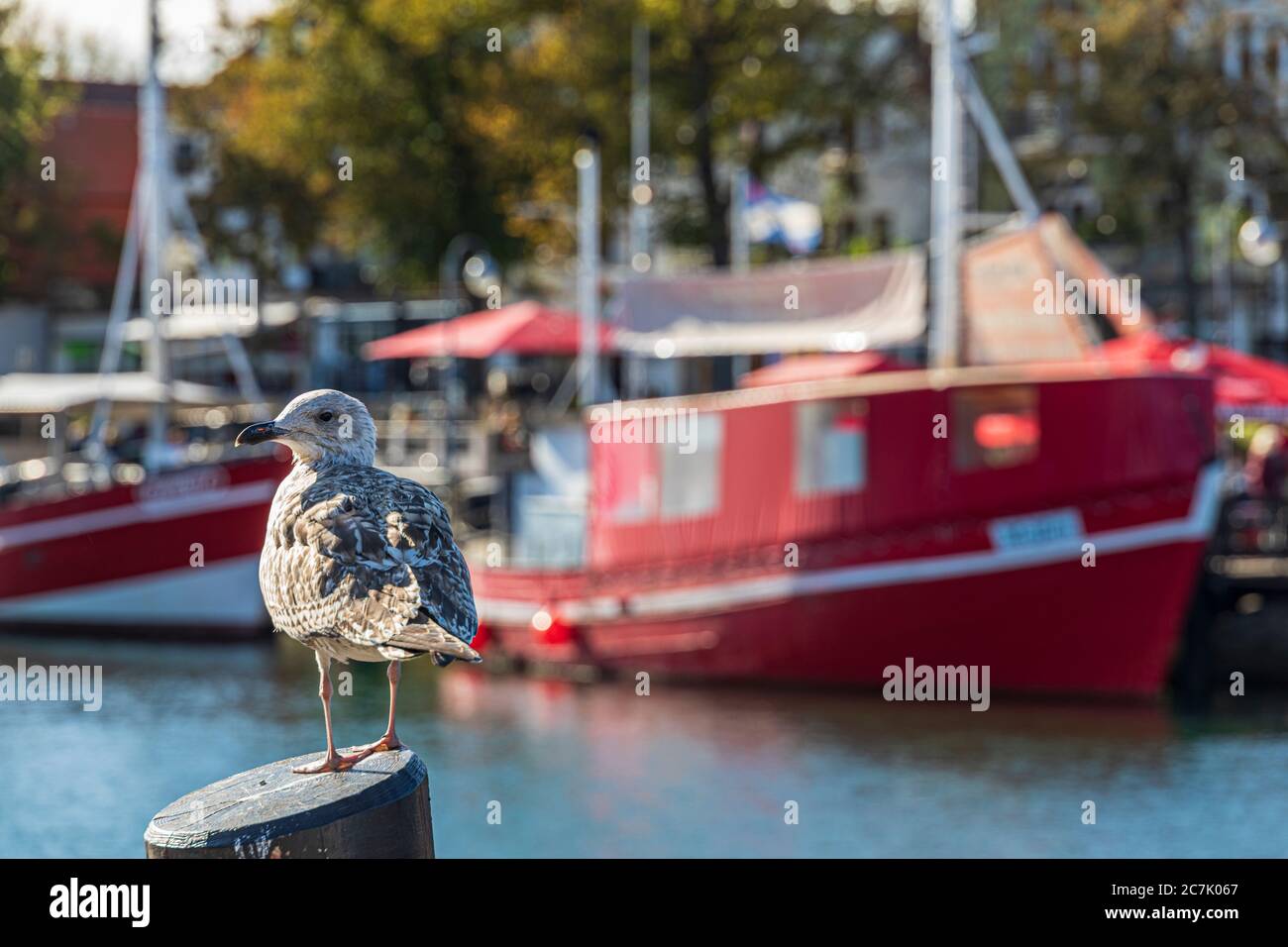 Old seagull hi-res stock photography and images - Alamy