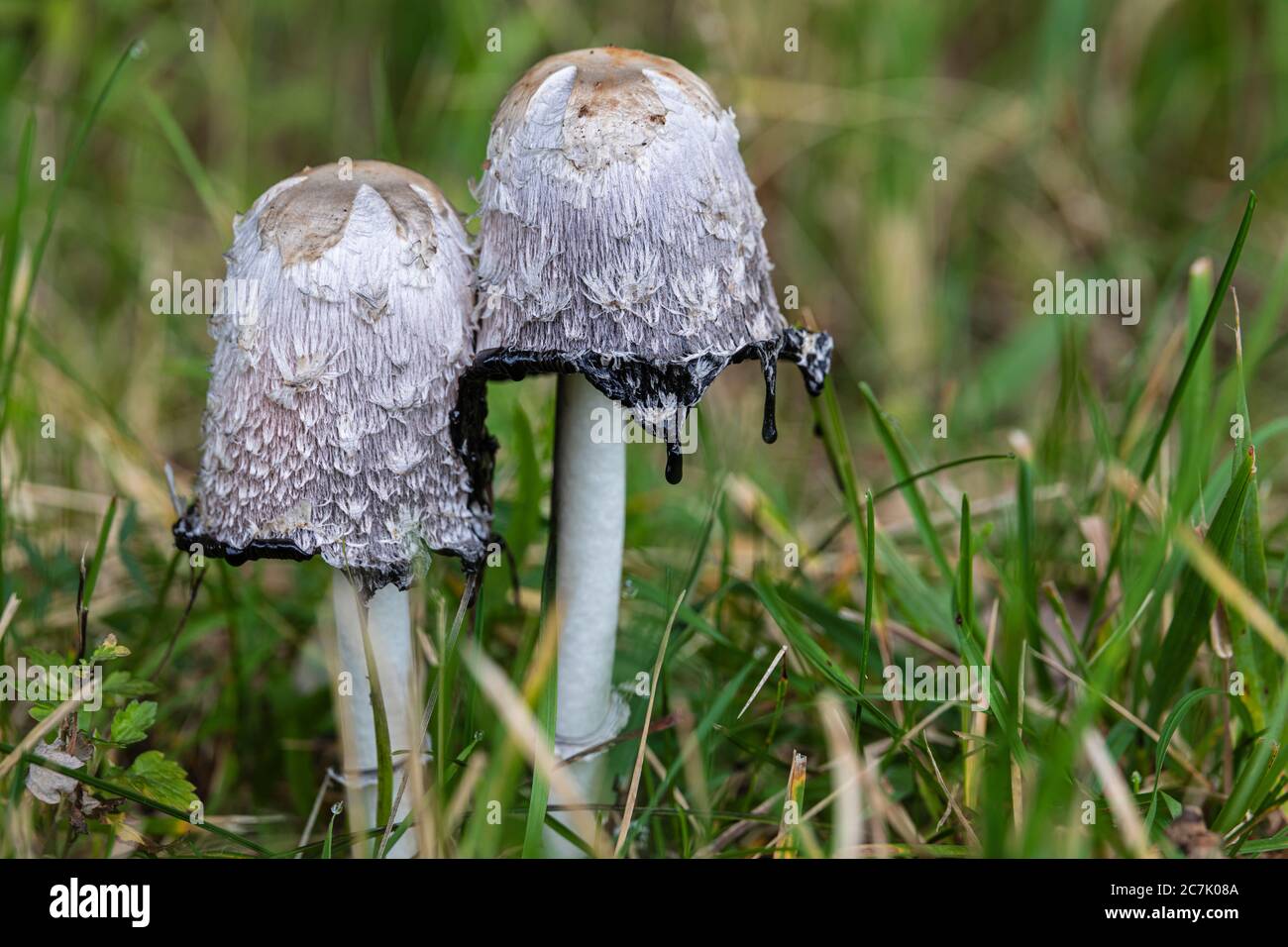 Common ink cap mushroom hi-res stock photography and images - Alamy