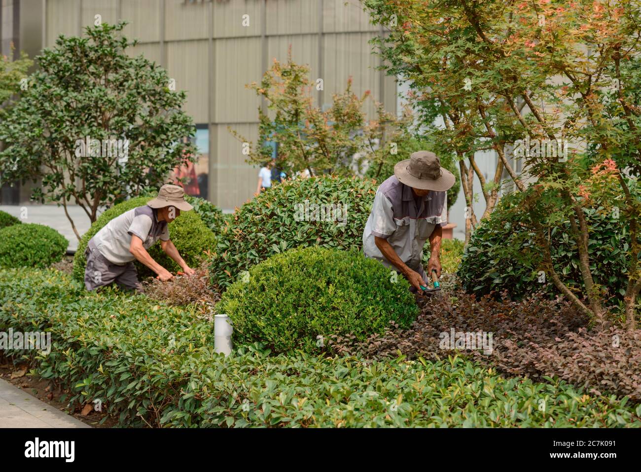 Woman pruning tree near house hi-res stock photography and images - Alamy
