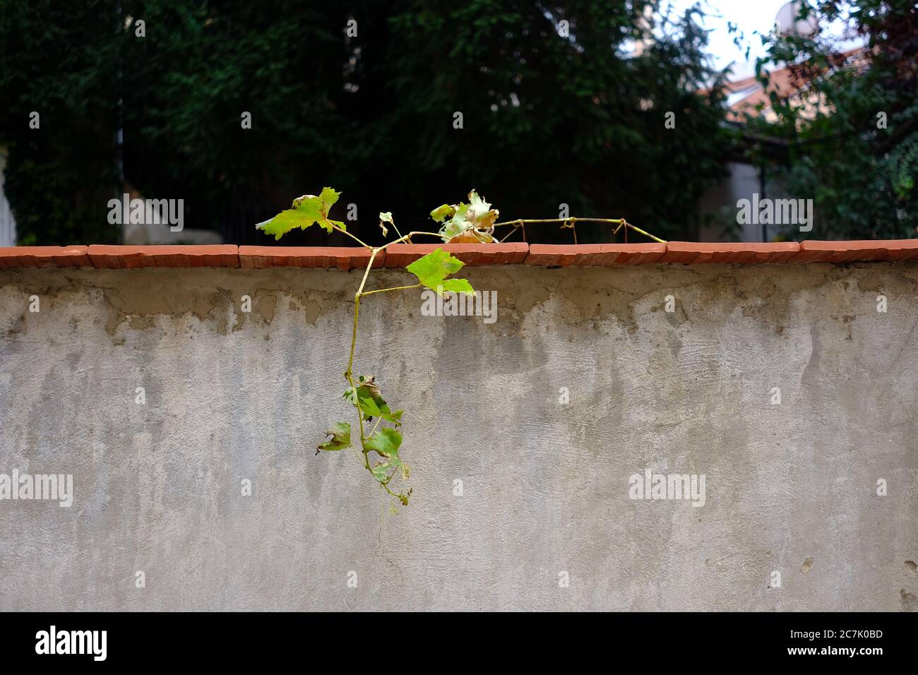 Old fence with a tree branch falling over it in front of a garden Stock ...