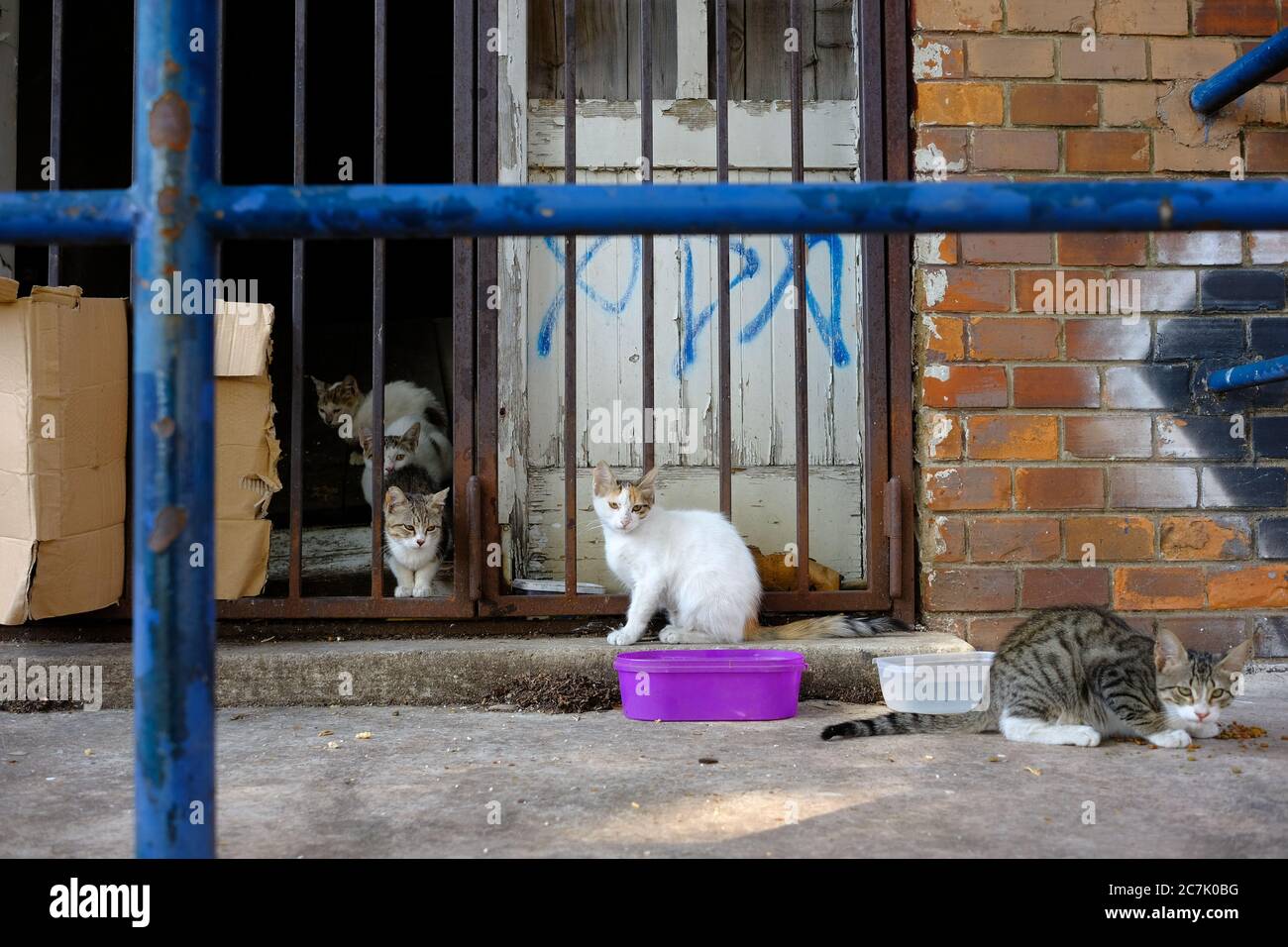 Group of cute sneaky cats hanging out around an abandoned building ...