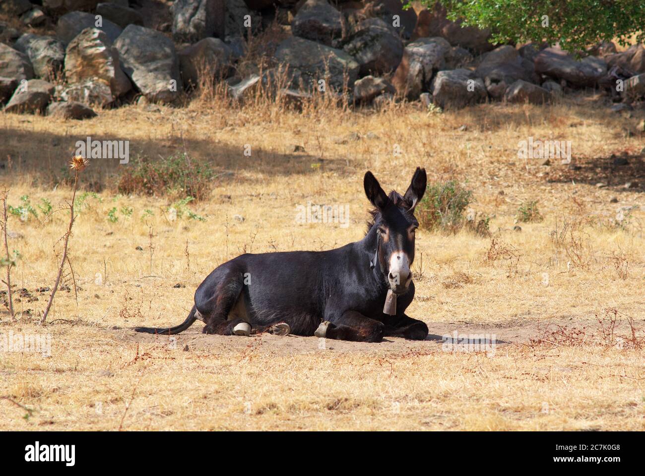 donkey sitting on the ground Stock Photo - Alamy