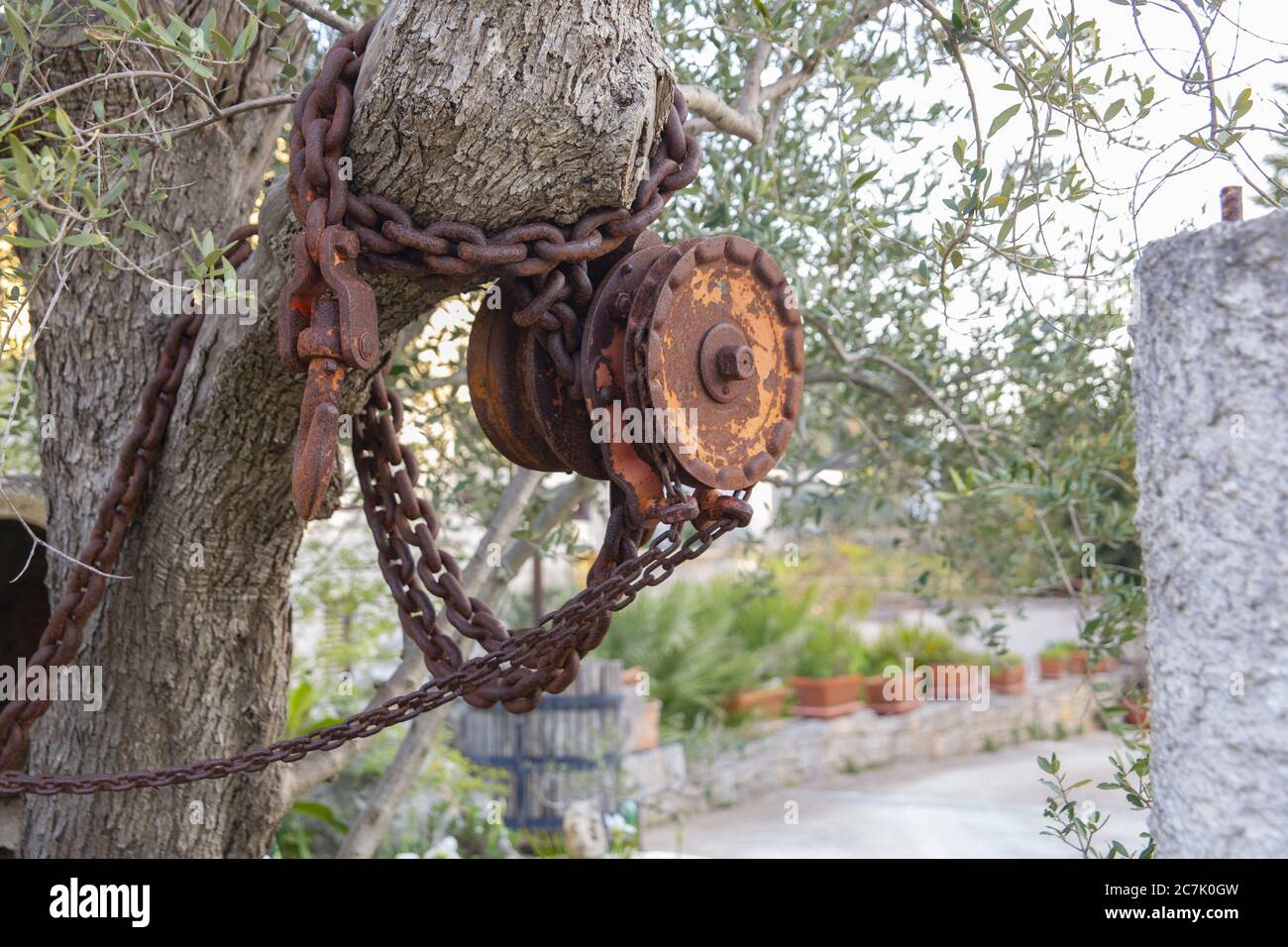 Old rusty metallic chain on a tree in a garden with a blurry background ...