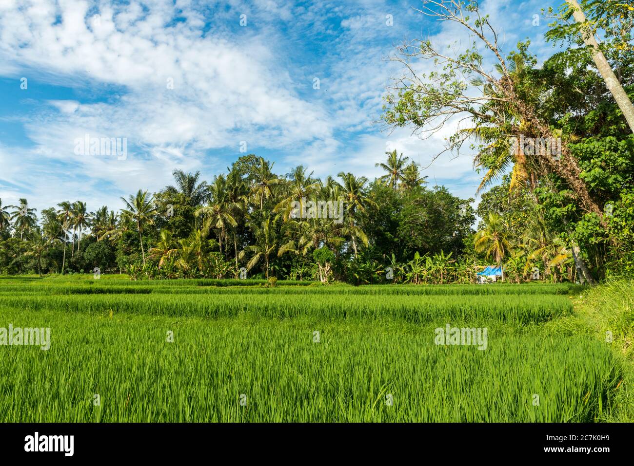 Rice fields in Ubud Stock Photo - Alamy