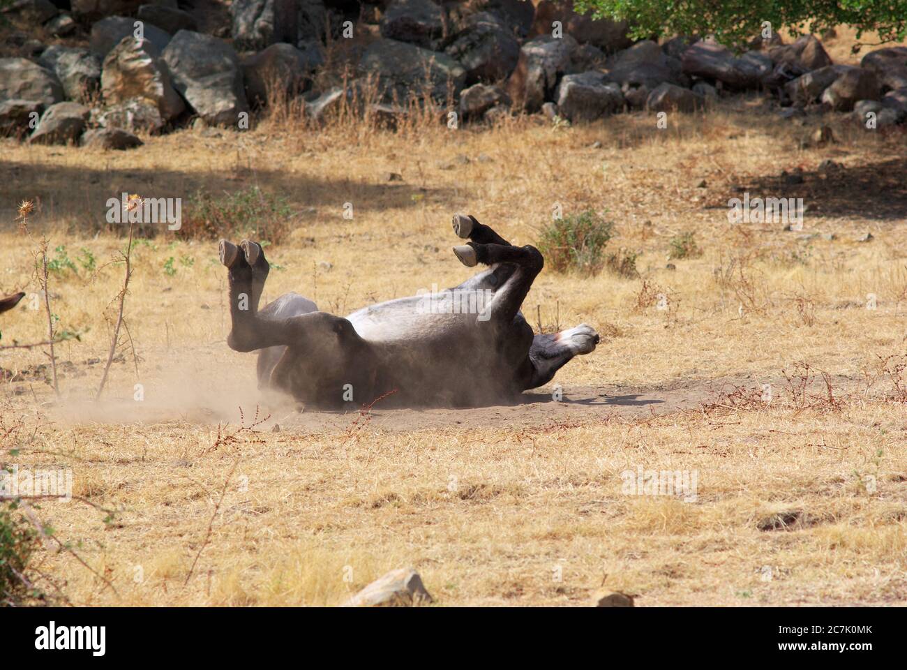 donkey rolling on the ground Stock Photo - Alamy