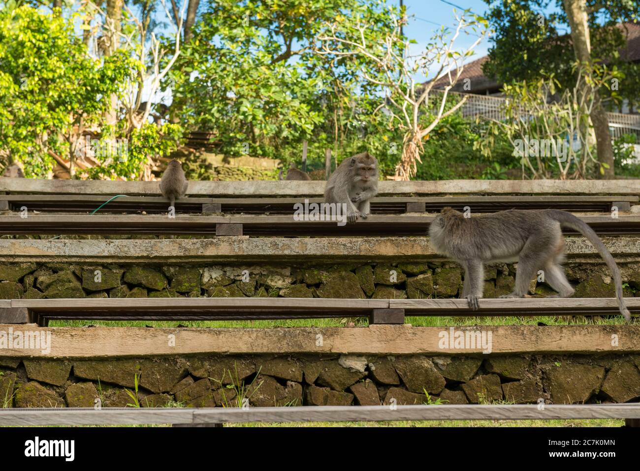 Monkeys in Ubud Bali Stock Photo - Alamy