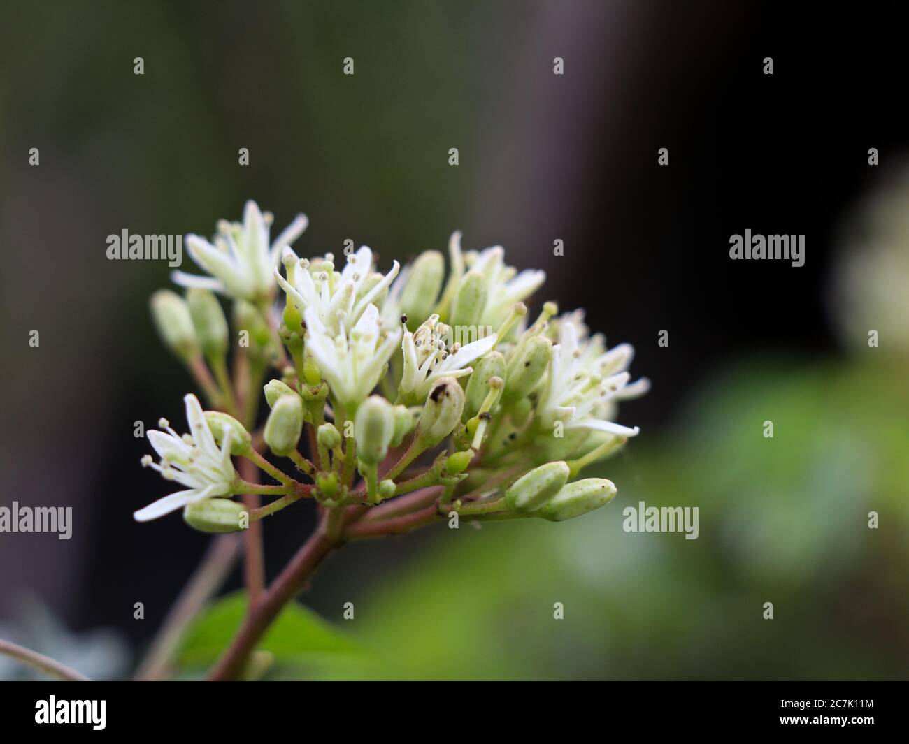 Flower of Murraya koenigii or curry tree .Murraya koenigii is a ...