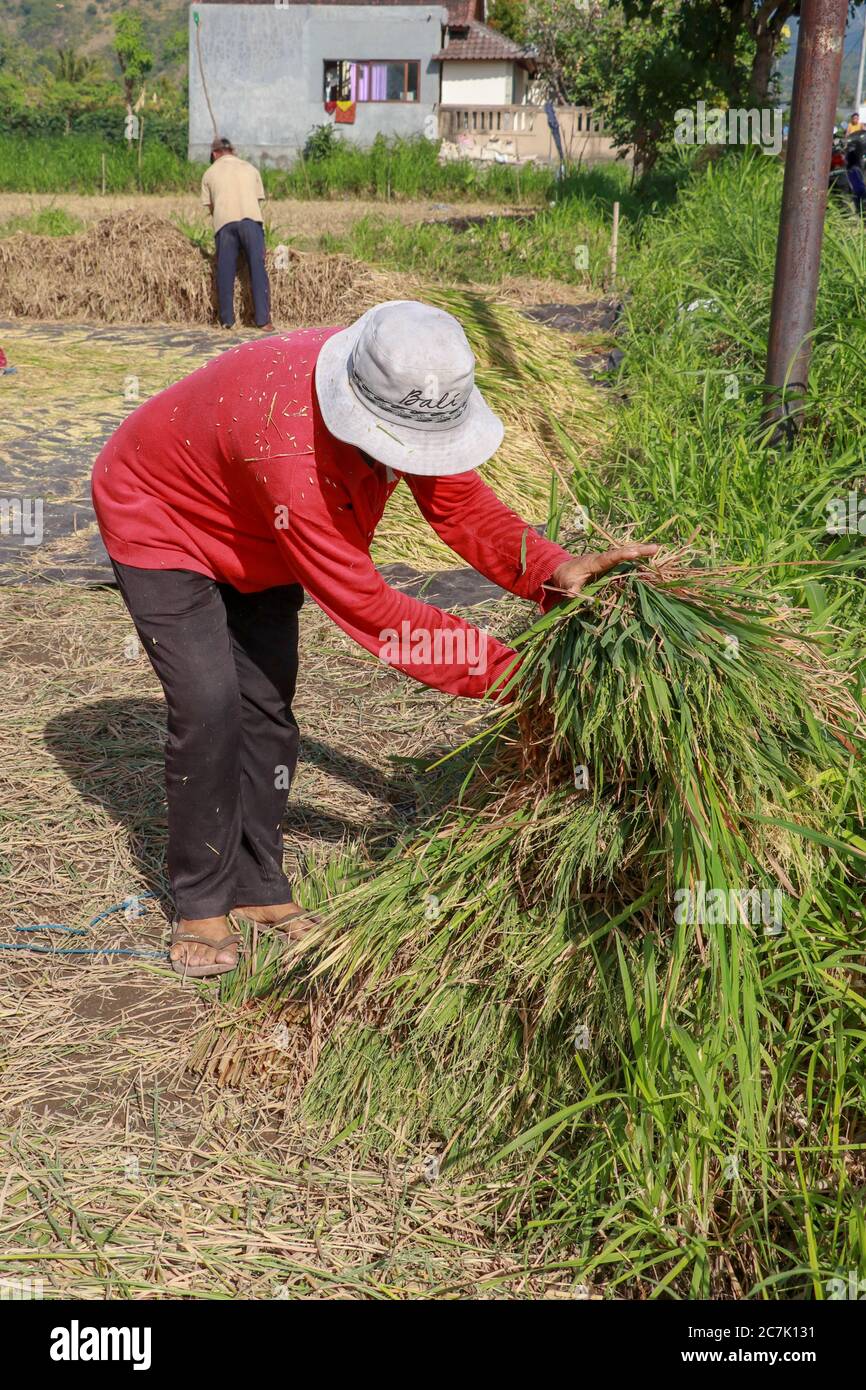 Female workers harvesting rice. Bali, Indonesia. Middle aged woman with ...