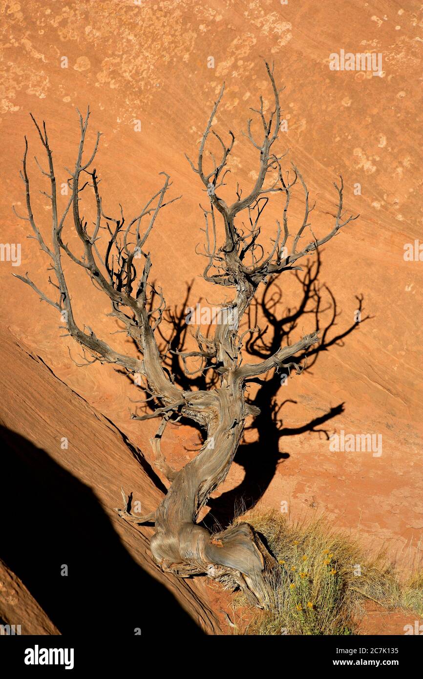 monument valley environment, navajo reservoir, The valley is within the ...