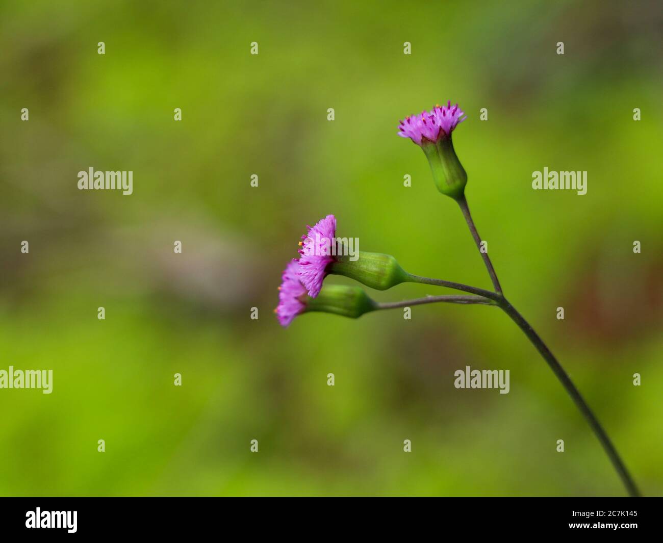 Flower of Emilia sonchifolia, also known as lilac tasselflower or cupid ...