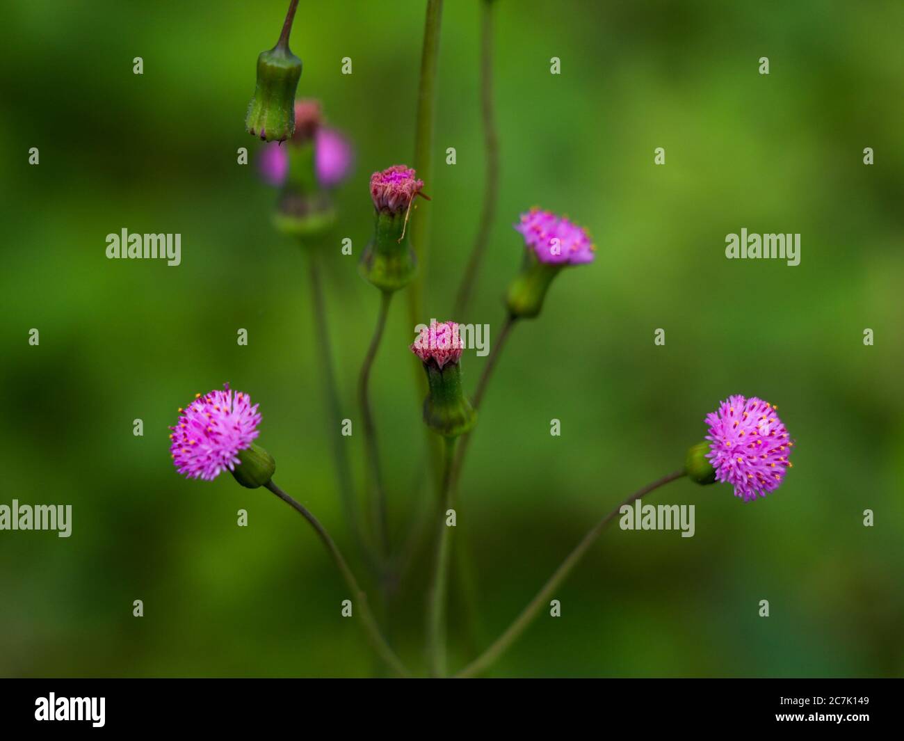 Emilia sonchifolia, also known as lilac tasselflower or cupid's shaving ...