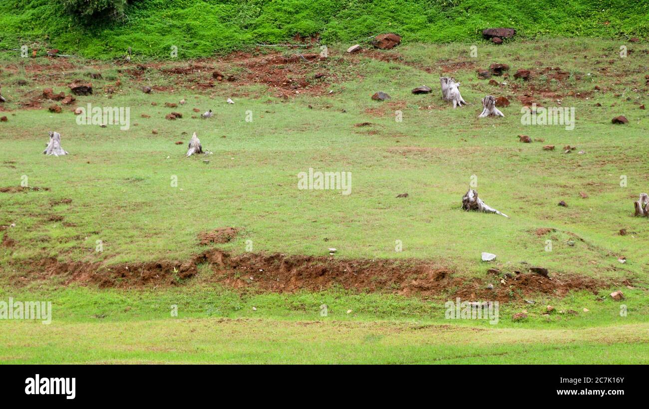 Old cut roots of trees isolated in the dam catchment area, shot from ...