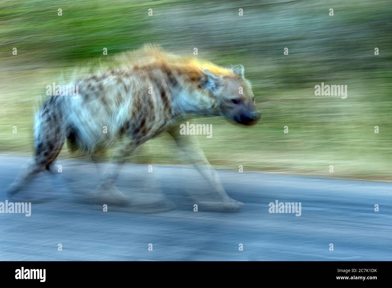 Hyena Walking On Dirt Road In Forest At Kruger National Park Stock ...
