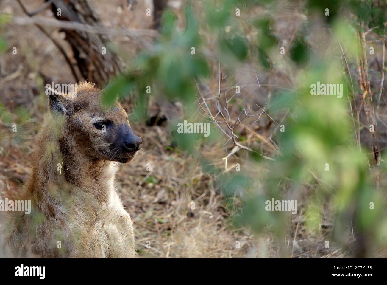 Hyena Walking On Dirt Road In Forest At Kruger National Park Stock ...