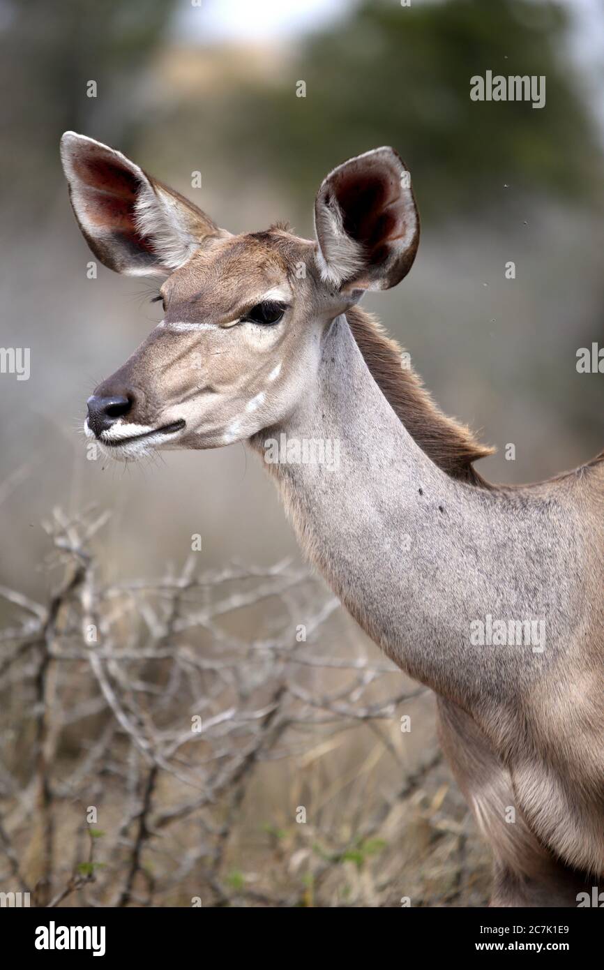 Kudu head hi-res stock photography and images - Alamy