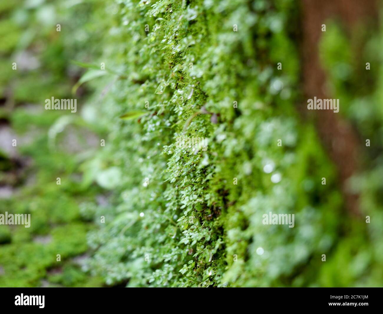 Light green color moss on wall in rain as texture/background Stock ...