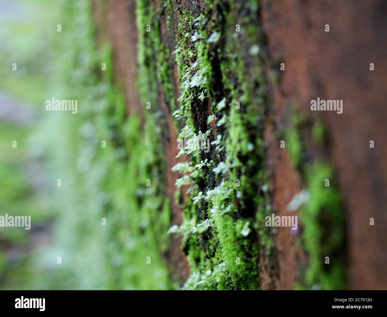 Light green color moss on wall in rain as texture/background Stock ...