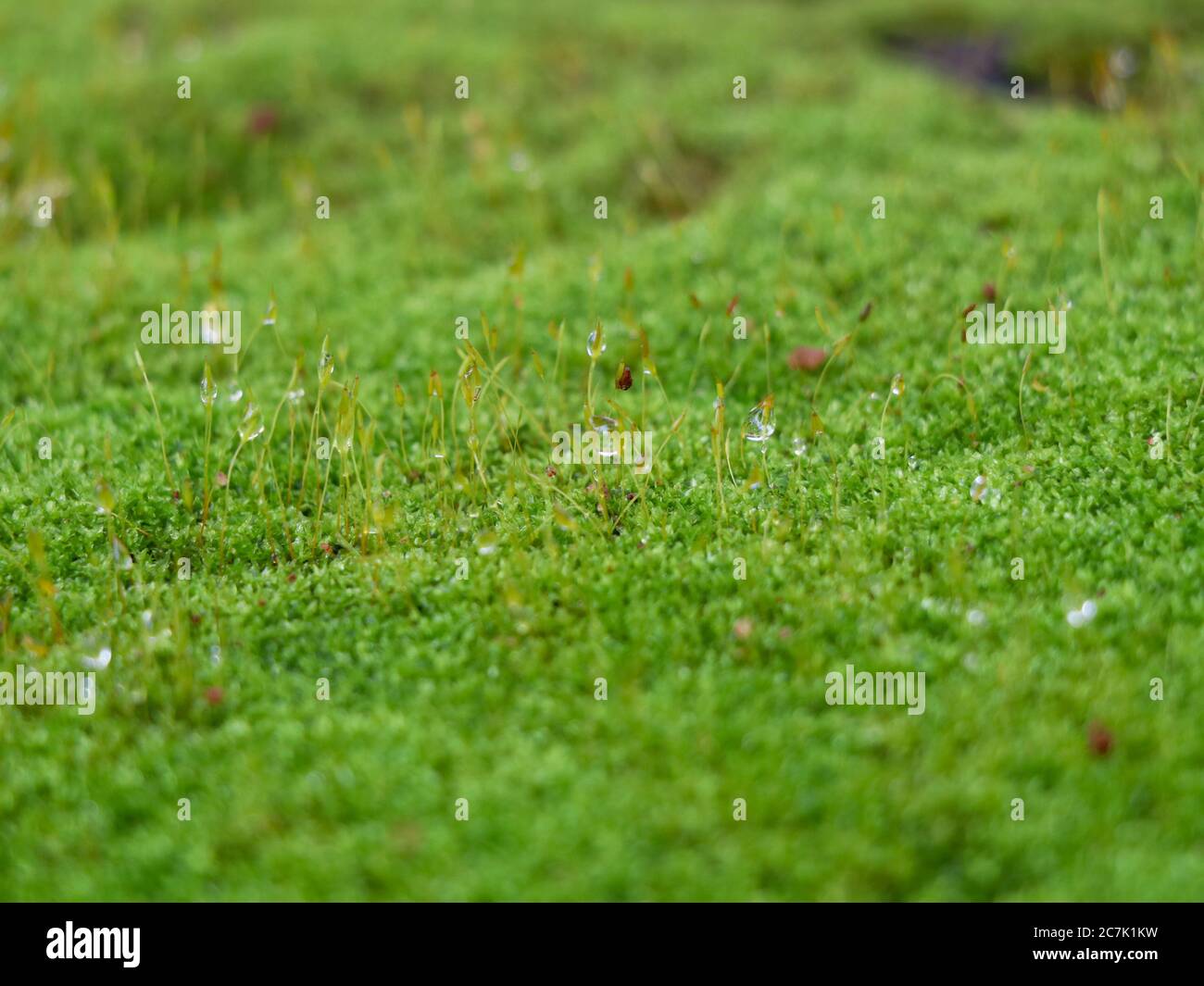 Light green moss hi-res stock photography and images - Alamy