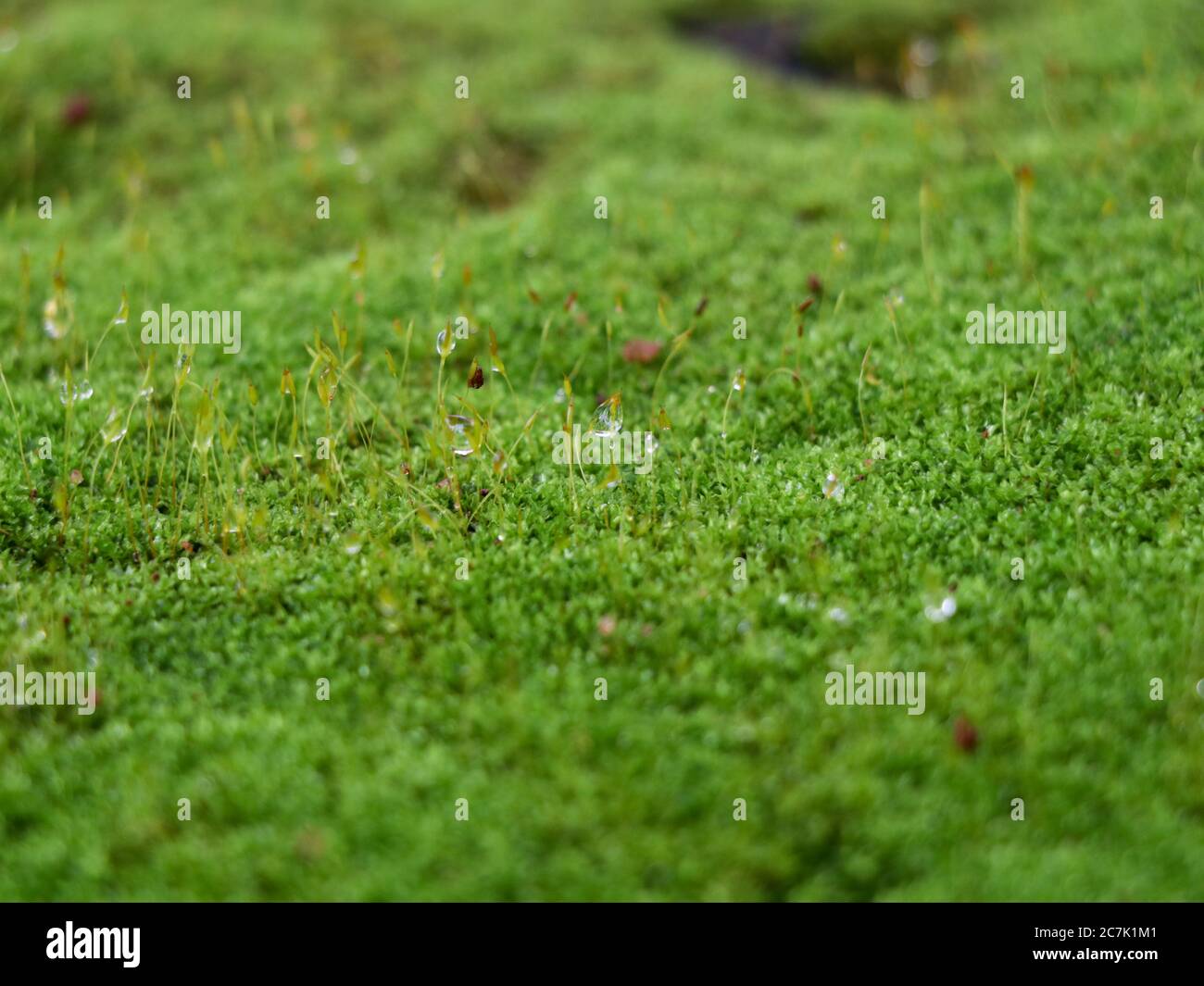 Rain drops on light green moss, texture/background Stock Photo - Alamy