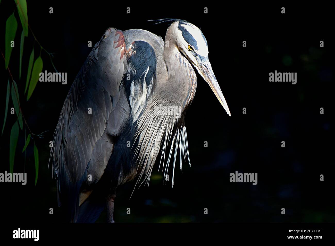 Closeup of a water bird under sunlight with a blurry background Stock ...