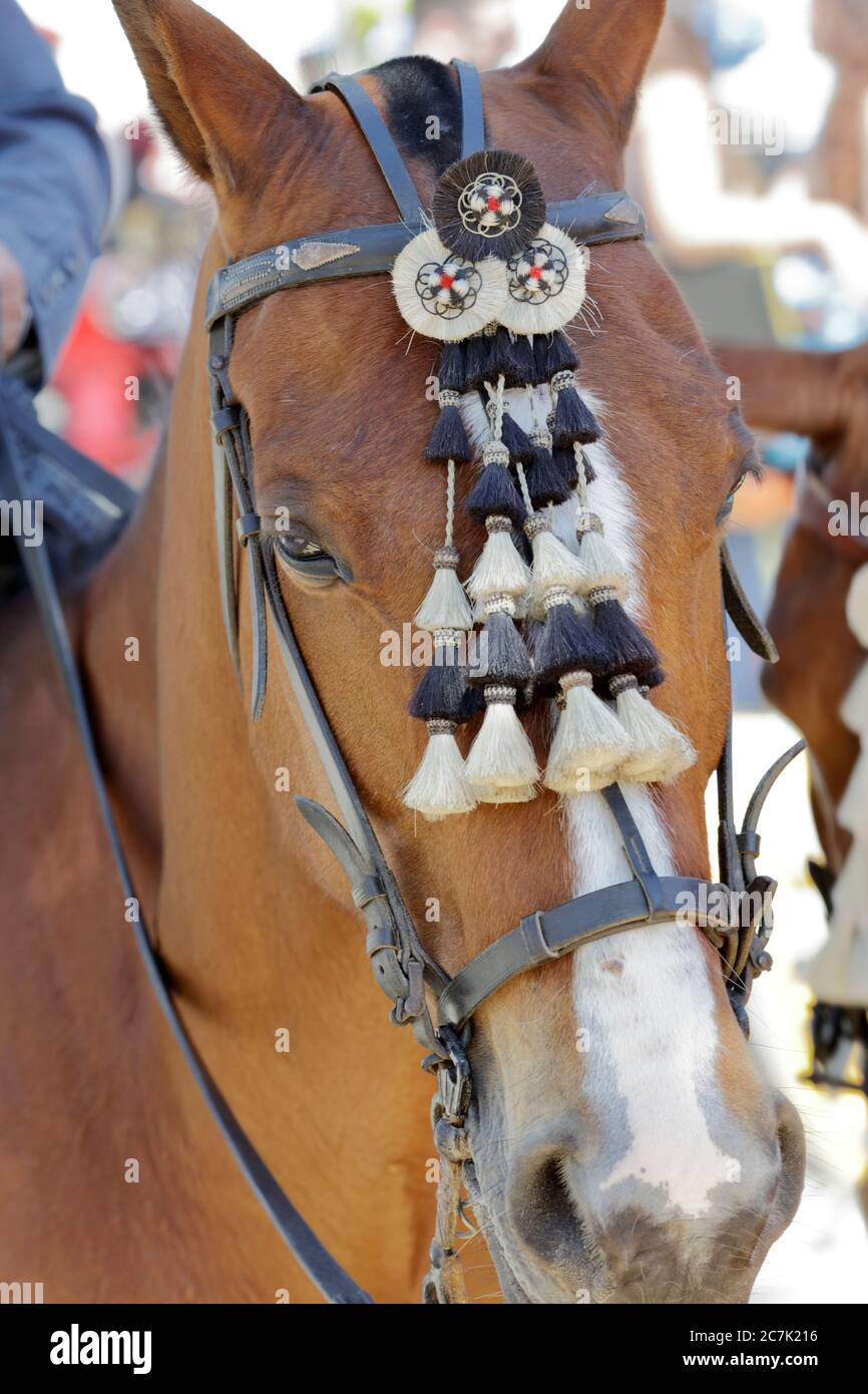 Native Arabian Halters