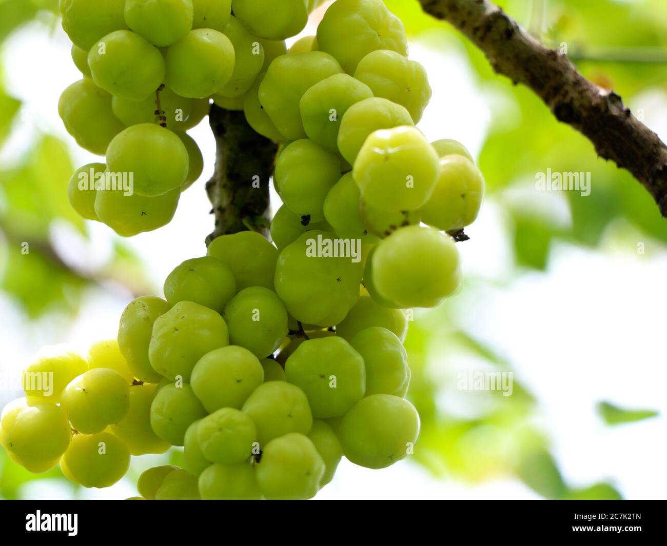 Phyllanthus acidus, known as the Otaheite gooseberry, Malay gooseberry ...