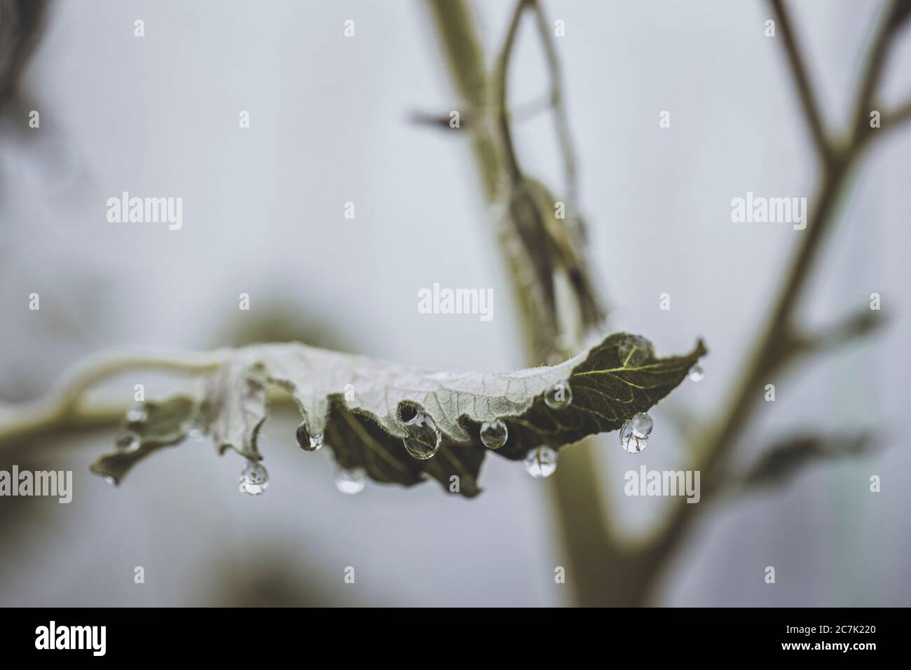 Green leaf with transparent dew drops ready to tear and fall down Stock ...
