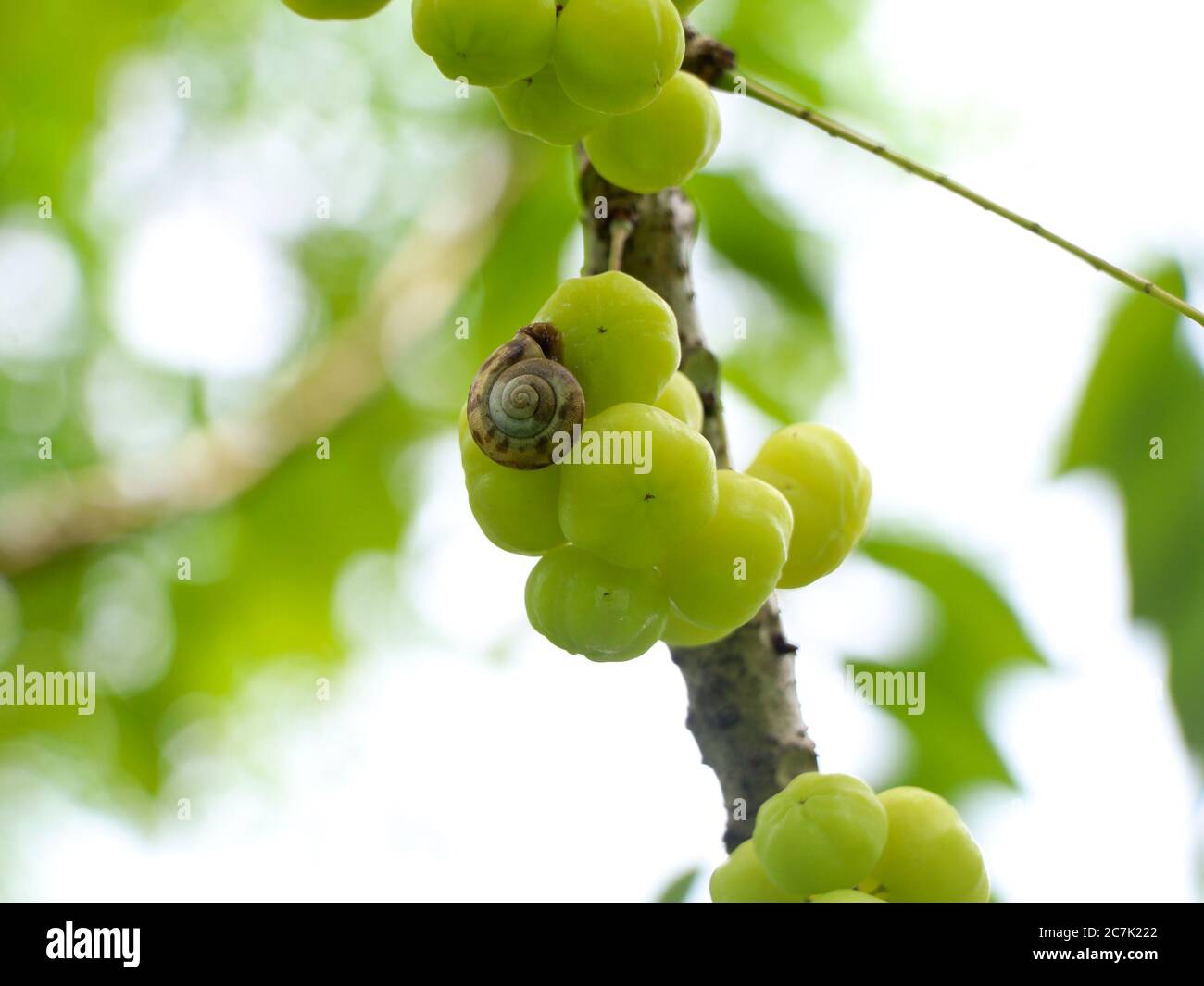 Star gooseberry fruits hi-res stock photography and images - Alamy
