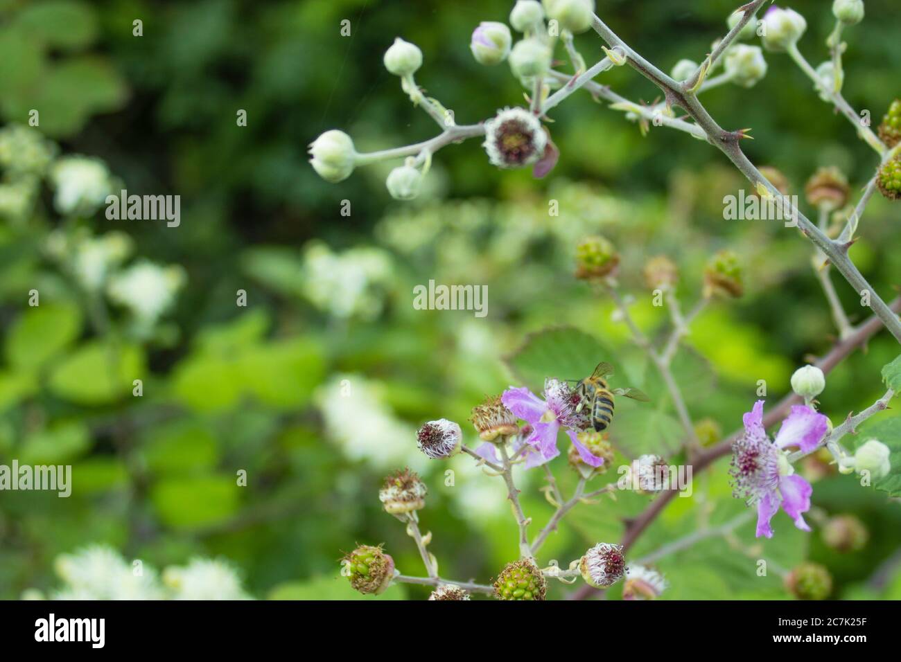 Long whiskered bee hi-res stock photography and images - Alamy